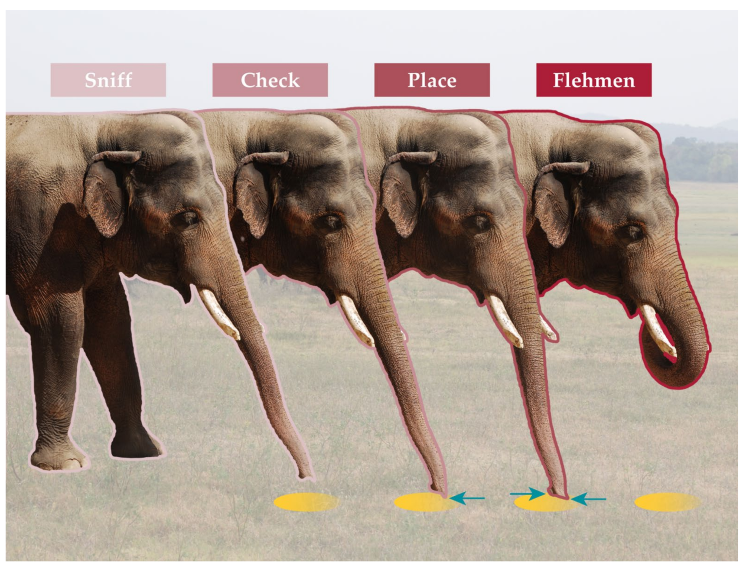 Is the Elephant the Only Animal With Four Knees