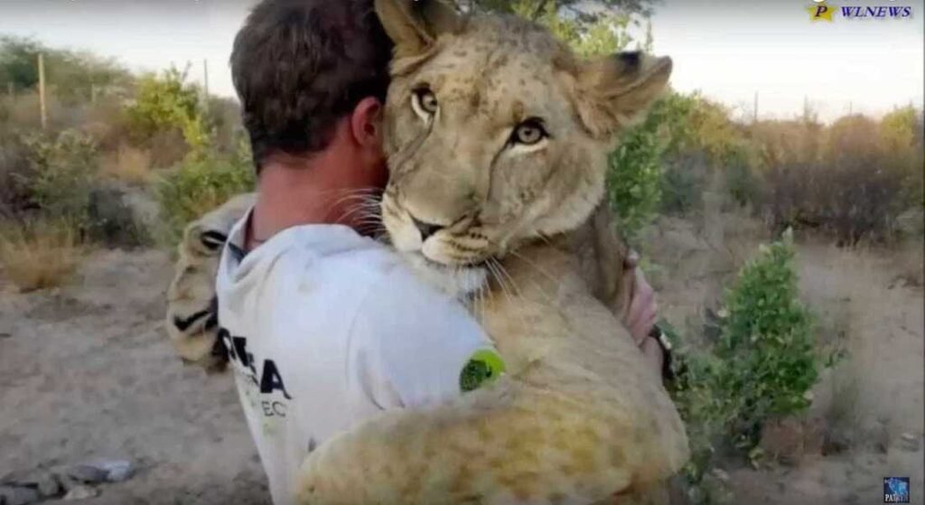 Why Do Lions Eat the Balls First