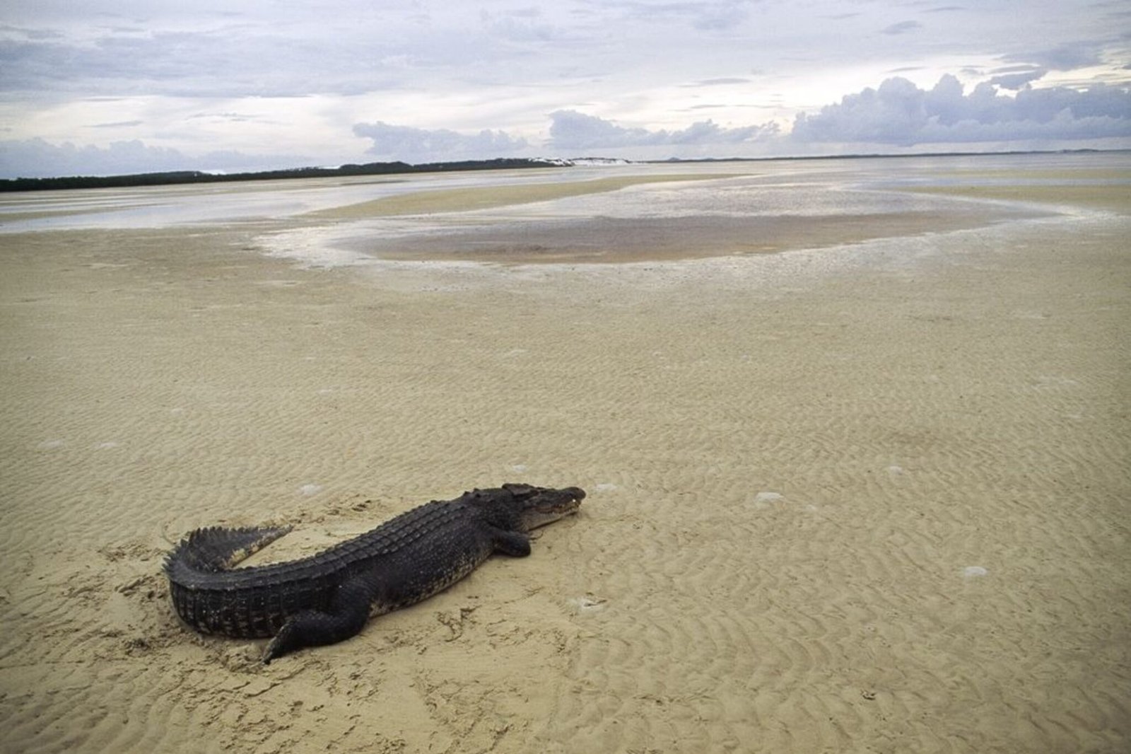 Are There Crocodiles in the Amazon