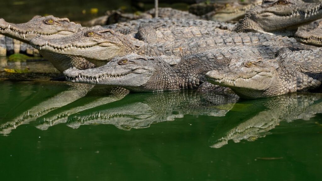 Do Crocodiles Have Scales
