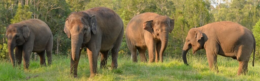 How Many Legs Does the Elephant Have