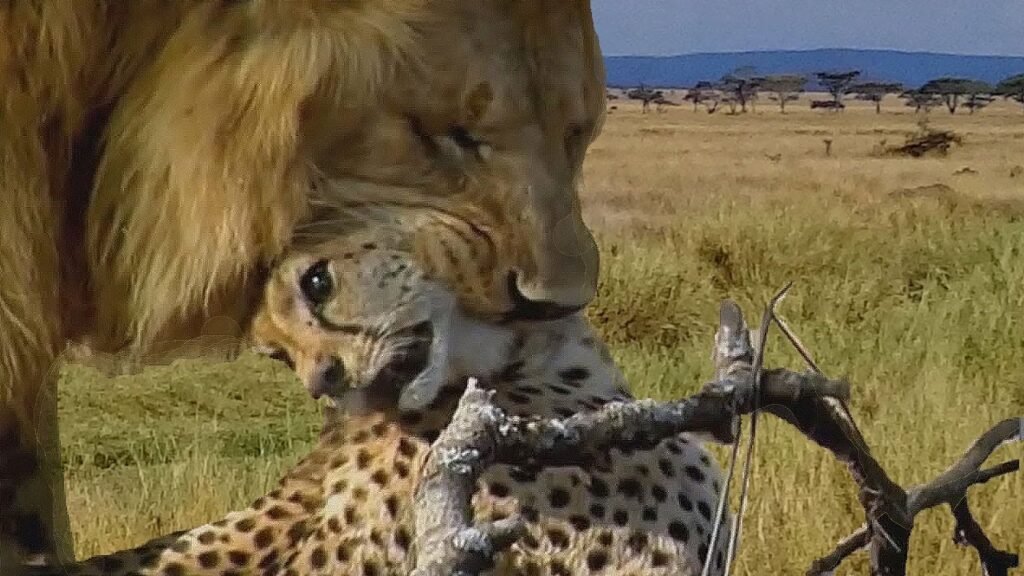 How Far Can a Lion Smell