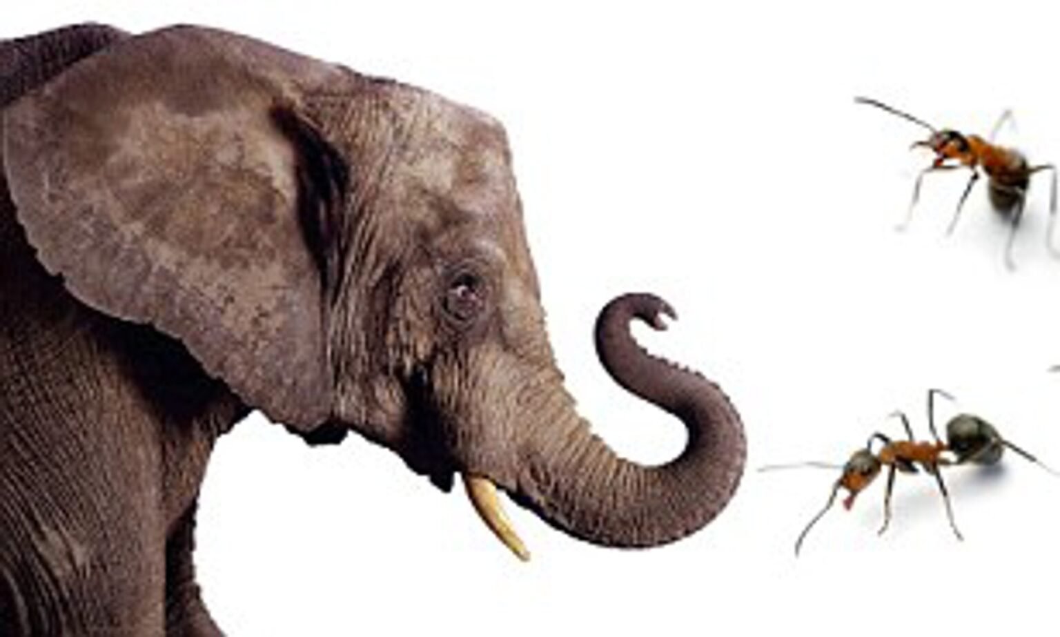 What Does the Elephant Symbolize in India