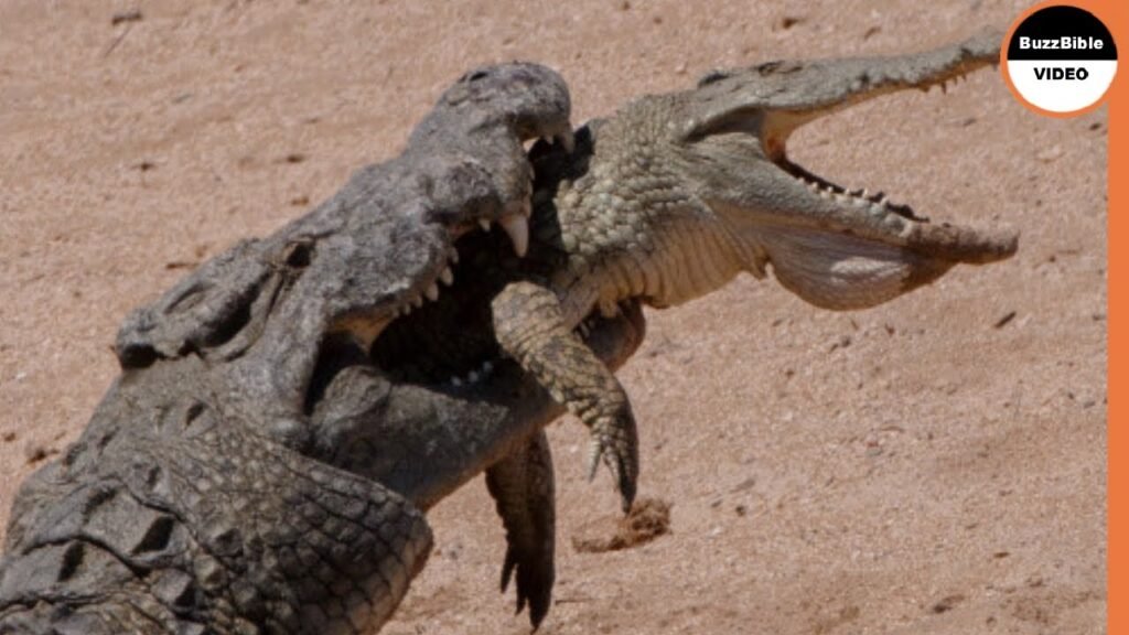 How Does Crocodile Swim