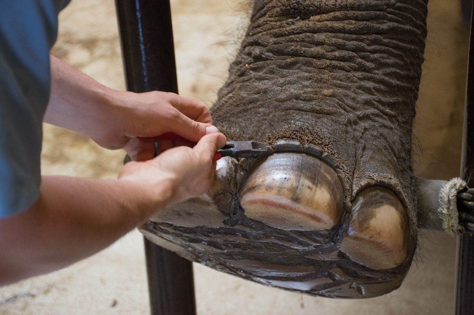 Do Elephants Have Nails