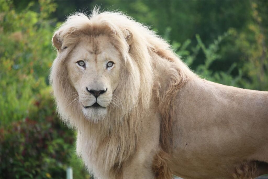 What is a Lion'S Den Called