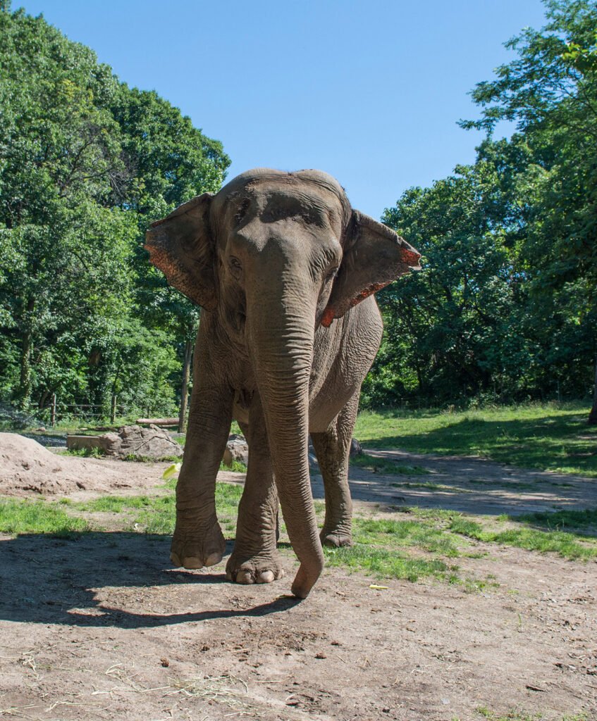 Are Pink Elephants Real