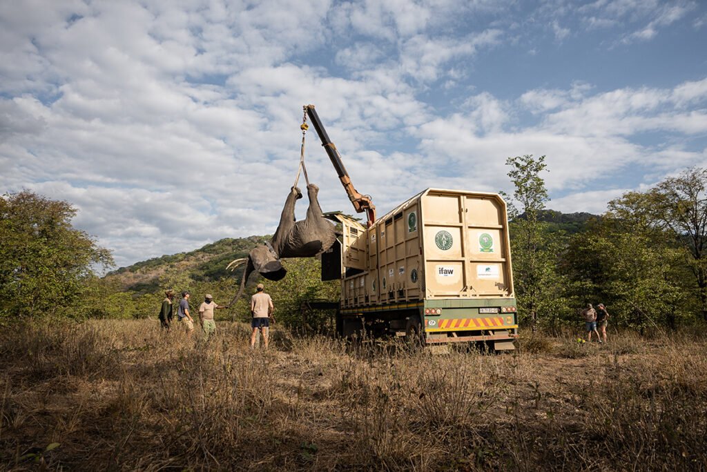 How Do They Transport Elephants