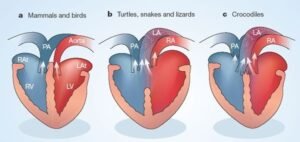 How Many Chambers Does a Crocodile Heart Have
