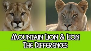 Why Do Lions Roar