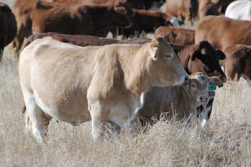 What's Cattle Farming? The Ultimate Guide to Raising Cows.