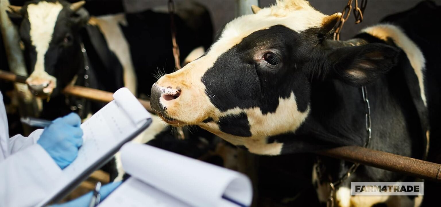 How to Make the Most Money Raising Cattle: Profitable Strategies