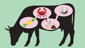 Why Can't Cows Eat Corn : Unveiling the Truth